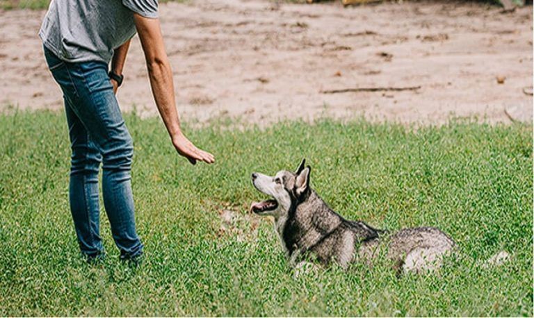 Tu cachorro sorprenderá a todos con estos 5 comandos básicos - Arthii