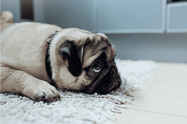 10 increíbles formas de animar a tu perro, si está triste - Arthii