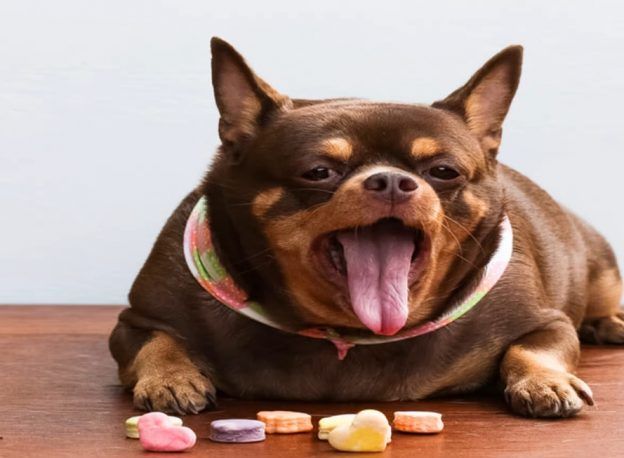 Obesidad en perros: causas, síntomas, tratamiento… - Arthii