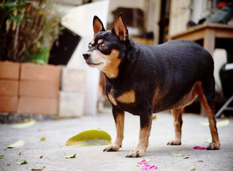 Obesidad en perros: causas, síntomas, tratamiento… - Arthii