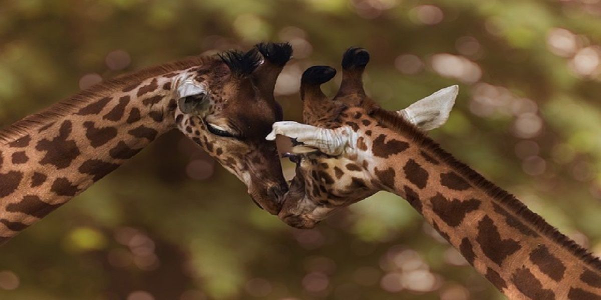 ¿Qué pasaría si los animales del mundo se volvieran herbívoros de ...